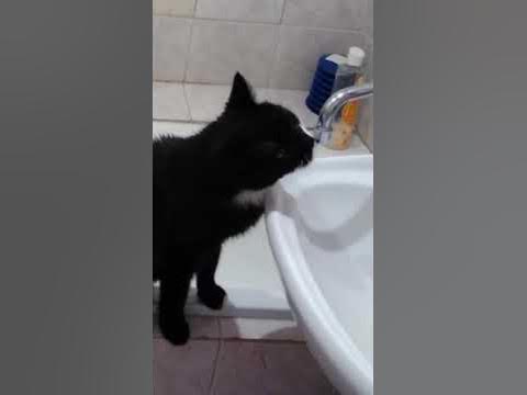 кот водохлеб - YouTube
