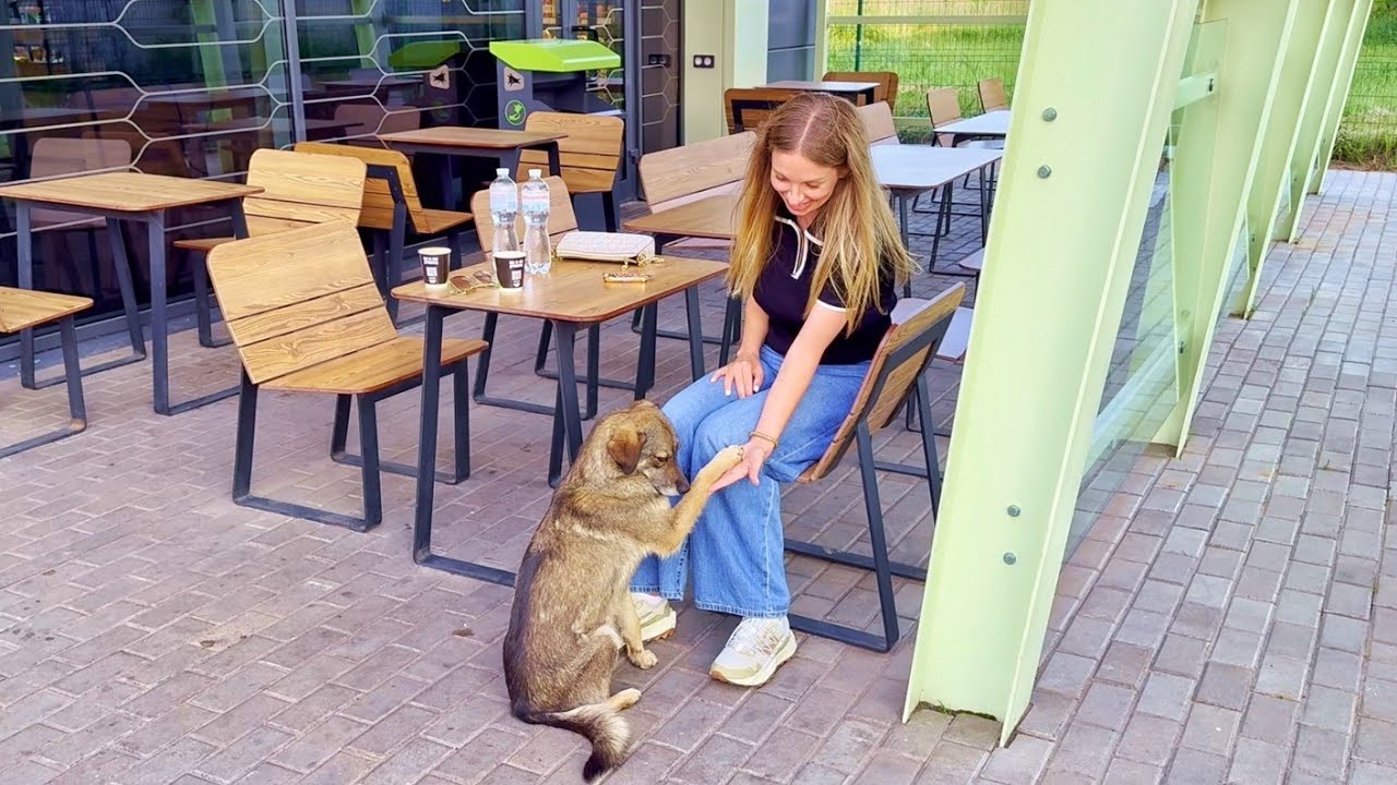 Watch the Moment a Stray Begging Dog Grabbed My Hand and Asked Me to ...