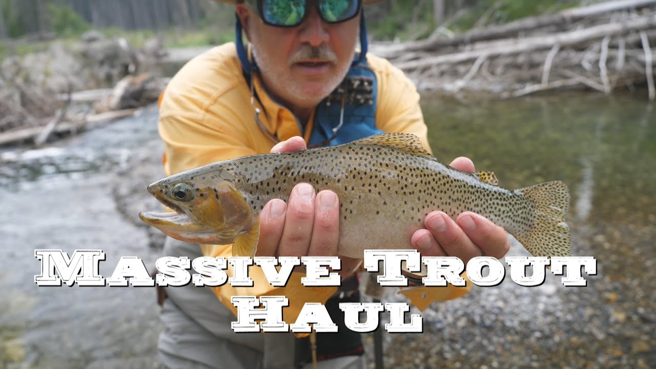 Massive Trout Haul on the Upper Oldman River - YouTube