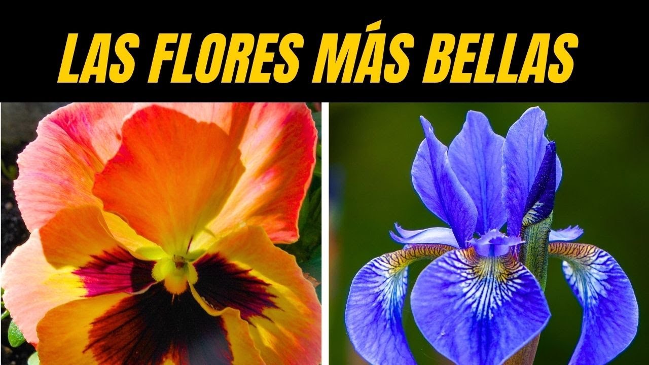Las 10 Flores Más Hermosas del Mundo 🌸 ¡Pura Magia Natural! - YouTube
