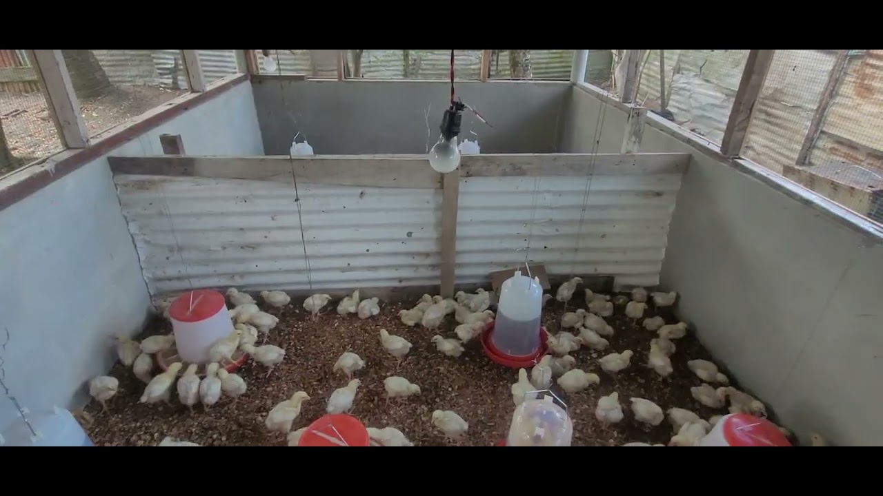 Honest living. baby chicken farm is one of the best 👌 - YouTube