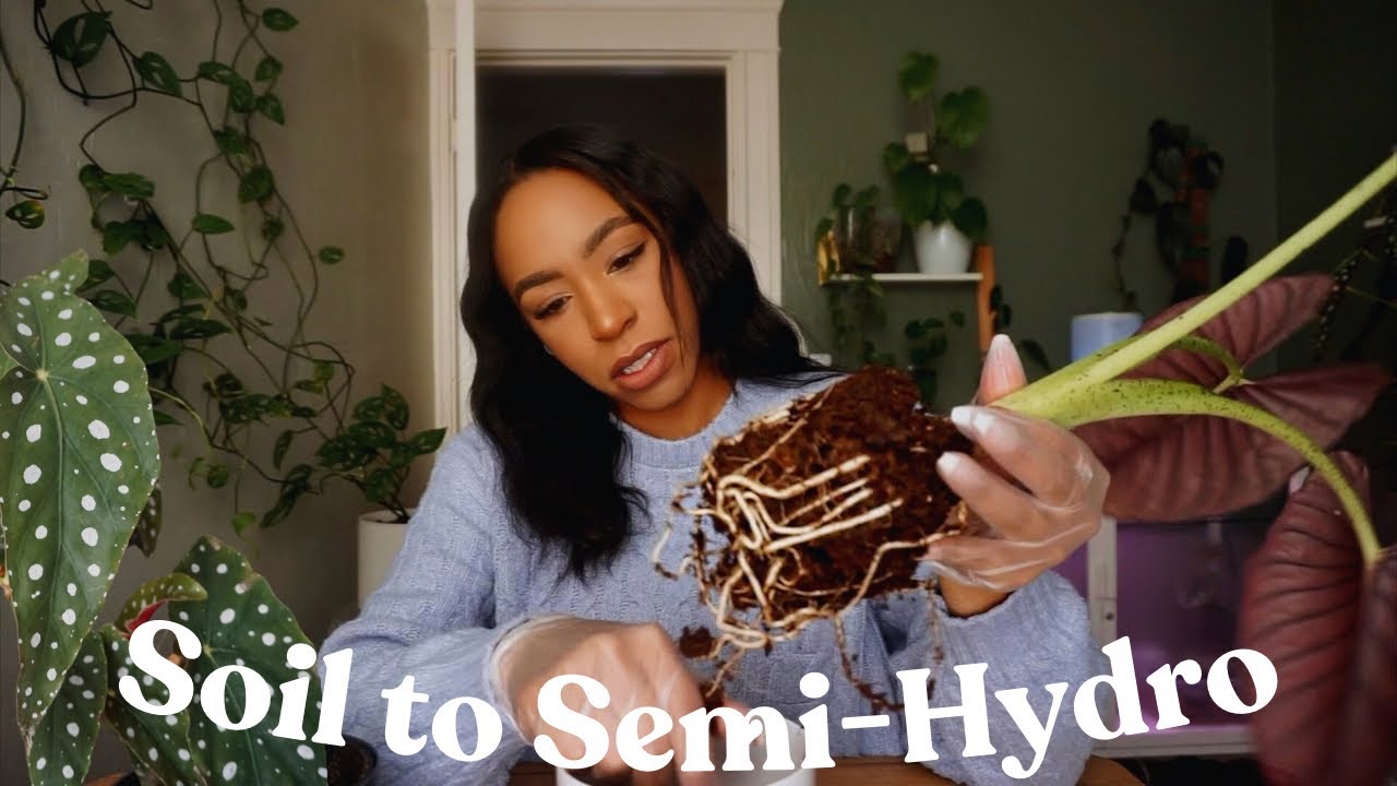 Prepping My Plants For Semi-Hydro Transfer | Alocasia, String of ...