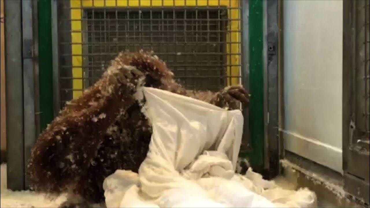 Orangutan Makes Winter Wonderland of Faux Snow - YouTube
