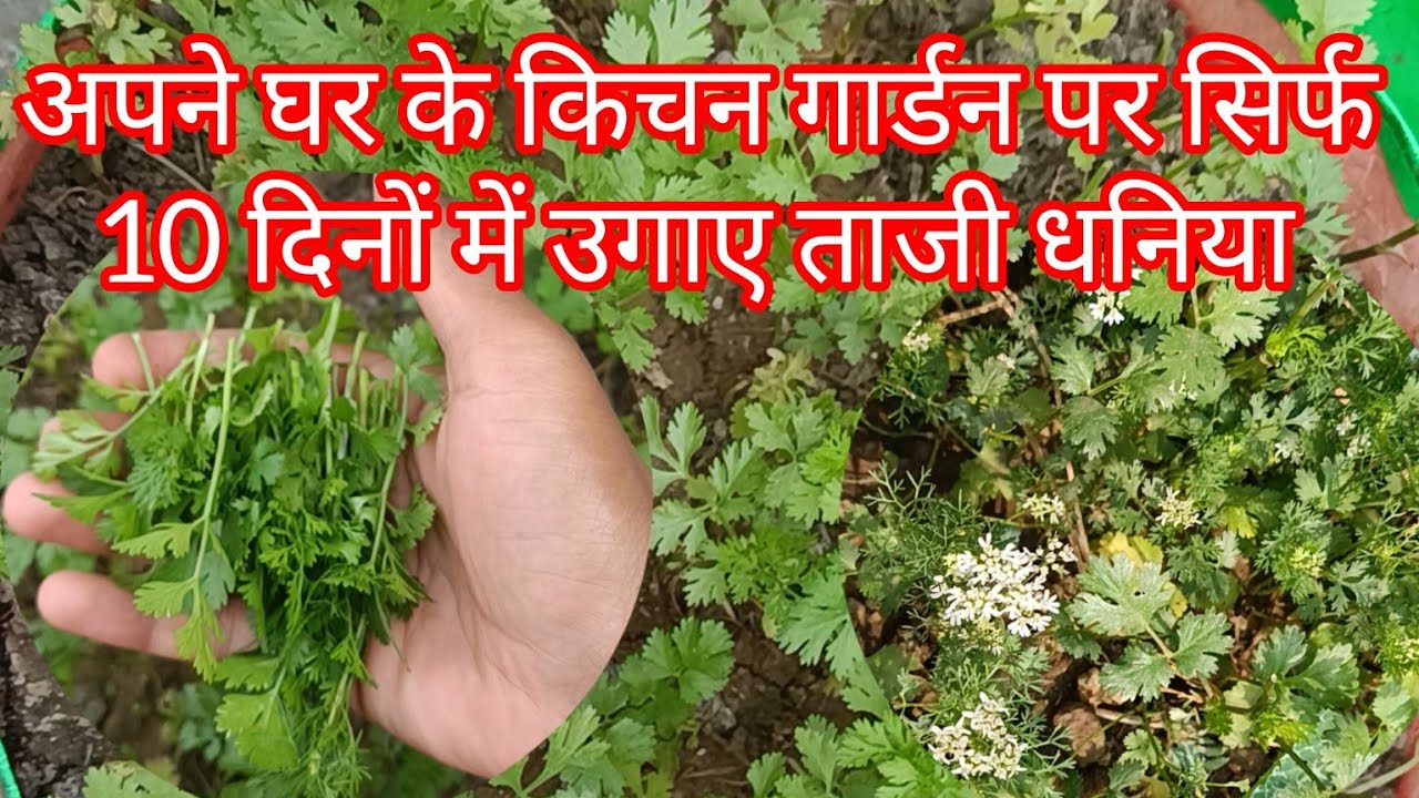 Grow DHANIYA at Home Easily!🌿🌿#organicvegetables #viralvideo # ...