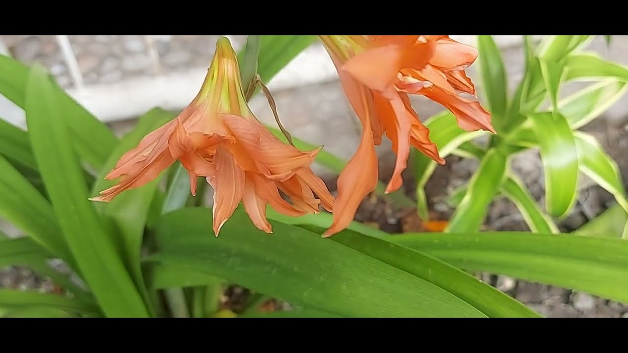 beautiful orange bells Flowers - YouTube
