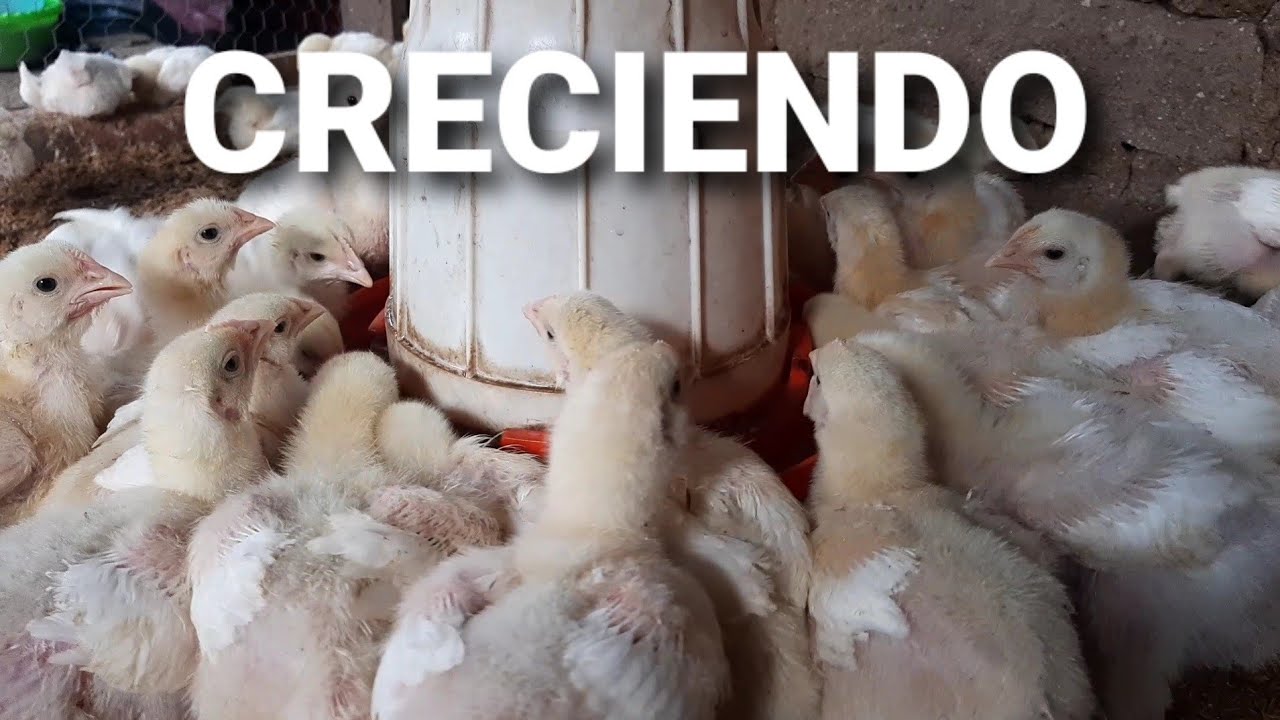 Pollito de engorde de 2 semanas. - YouTube