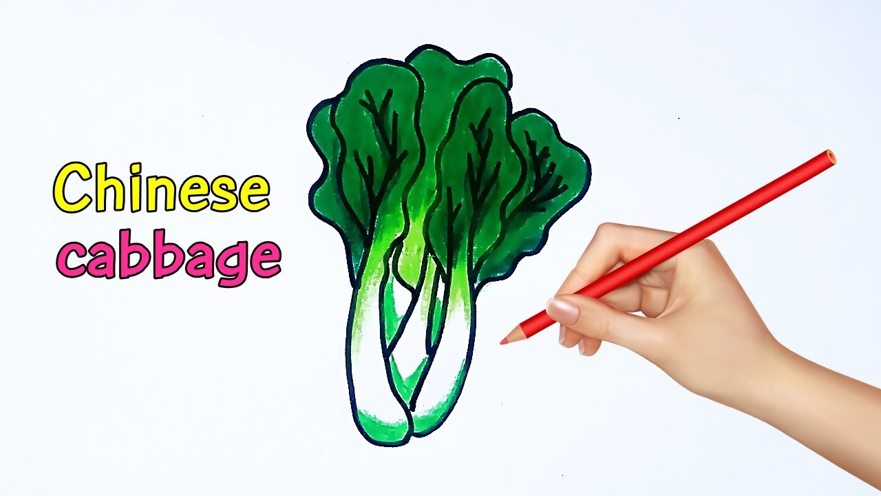 How to draw Chinese cabbage. draw vegetable. world food day. วาดรูป ...