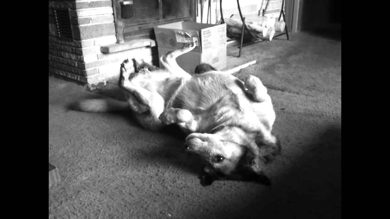 Dogs doing stupid things - YouTube