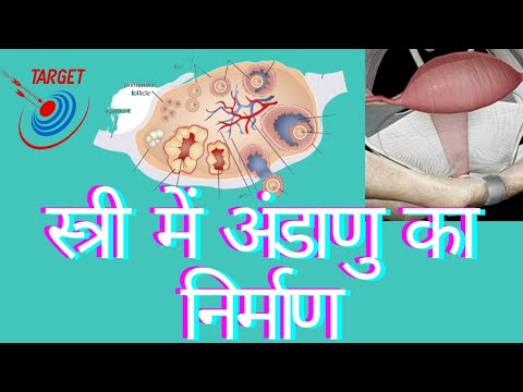 Internal Structure Of OVARY (Female Reproductive System) - YouTube