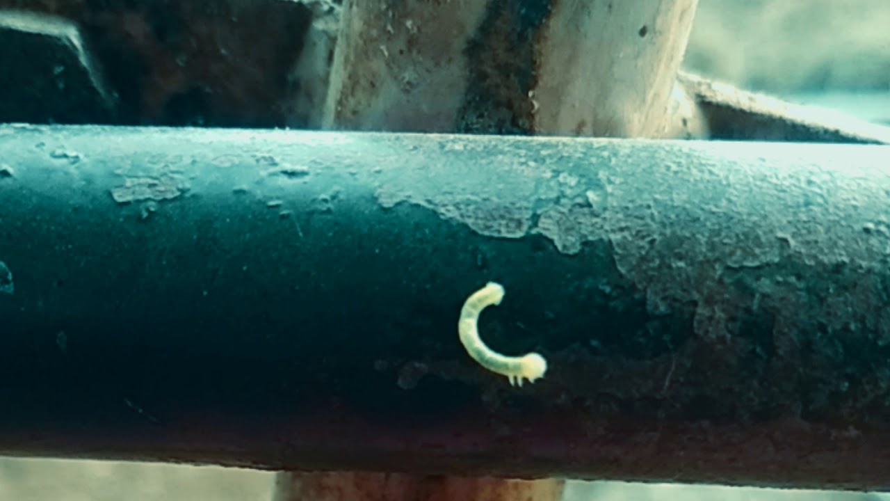 Caterpillar crawling - YouTube