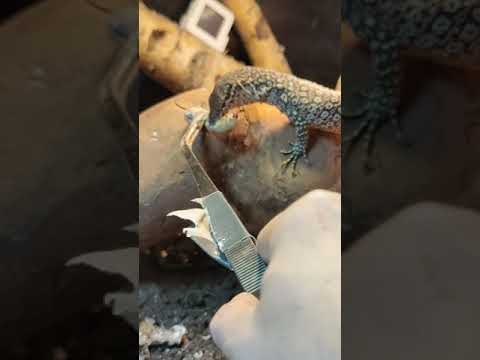 First Tong Feeding With My New Peacock Monitors (Varanus Auffenbergi ...