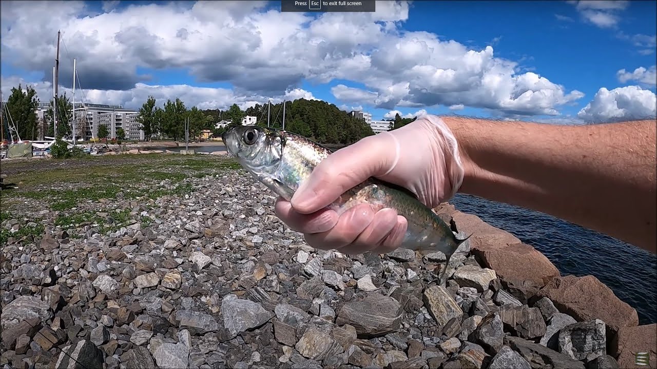 Fisket Sild og Makrell på Moloen overfor Lysaker Oslo Norge / Short ...