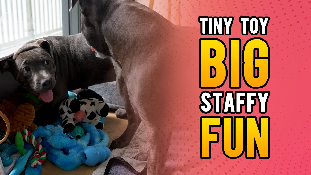 English Staffy Puppy and Big Sister Play with Tiny Toy! - YouTube