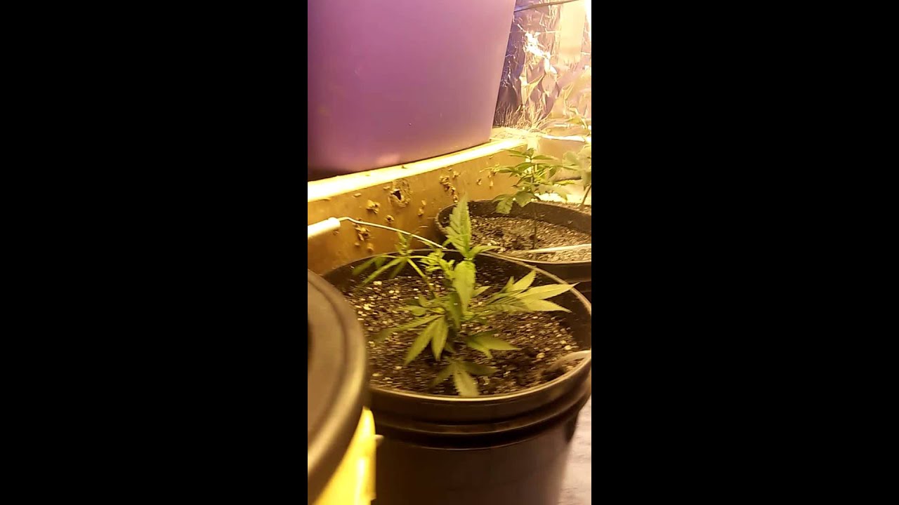 Smoke Weed Youtube