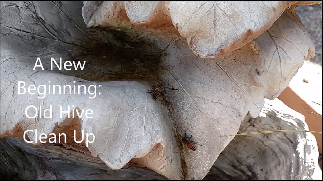 A New Beeginning: Old Hive Clean Up - YouTube