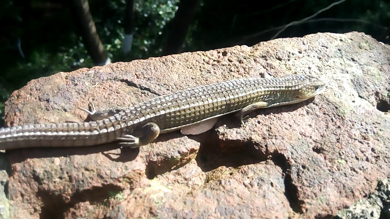 lagarto alicante de las montañas - YouTube
