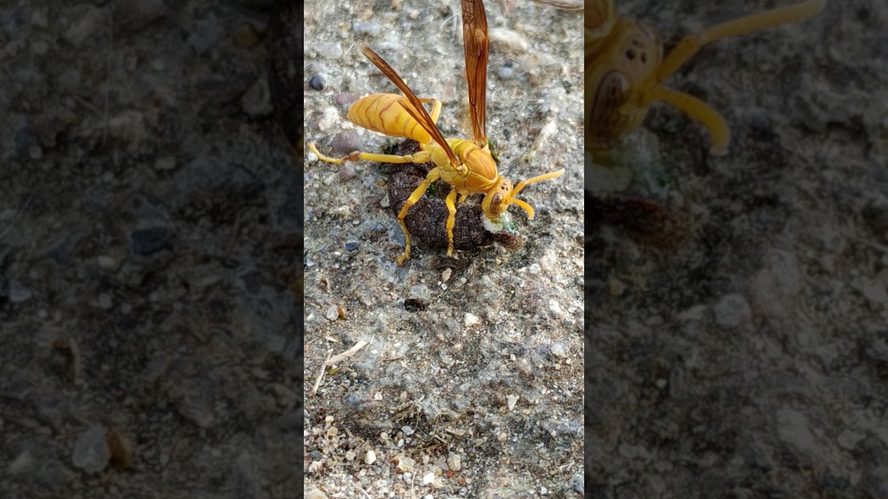 Killer insect - YouTube