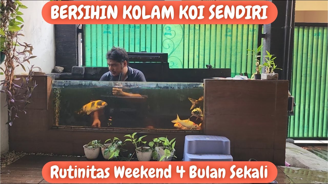 MEMBERSIHKAN KOLAM KOI 3 CHAMBER + KACA, SENDIRI || Budidaya Tips Rutin ...