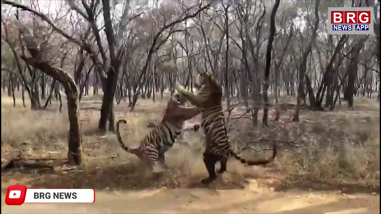 Two tigers fight deadly battle in viral video | Two tigers fight like ...