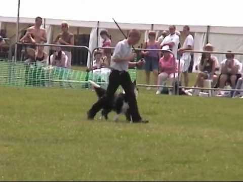 K9 Freestyle dancing dog display team - YouTube