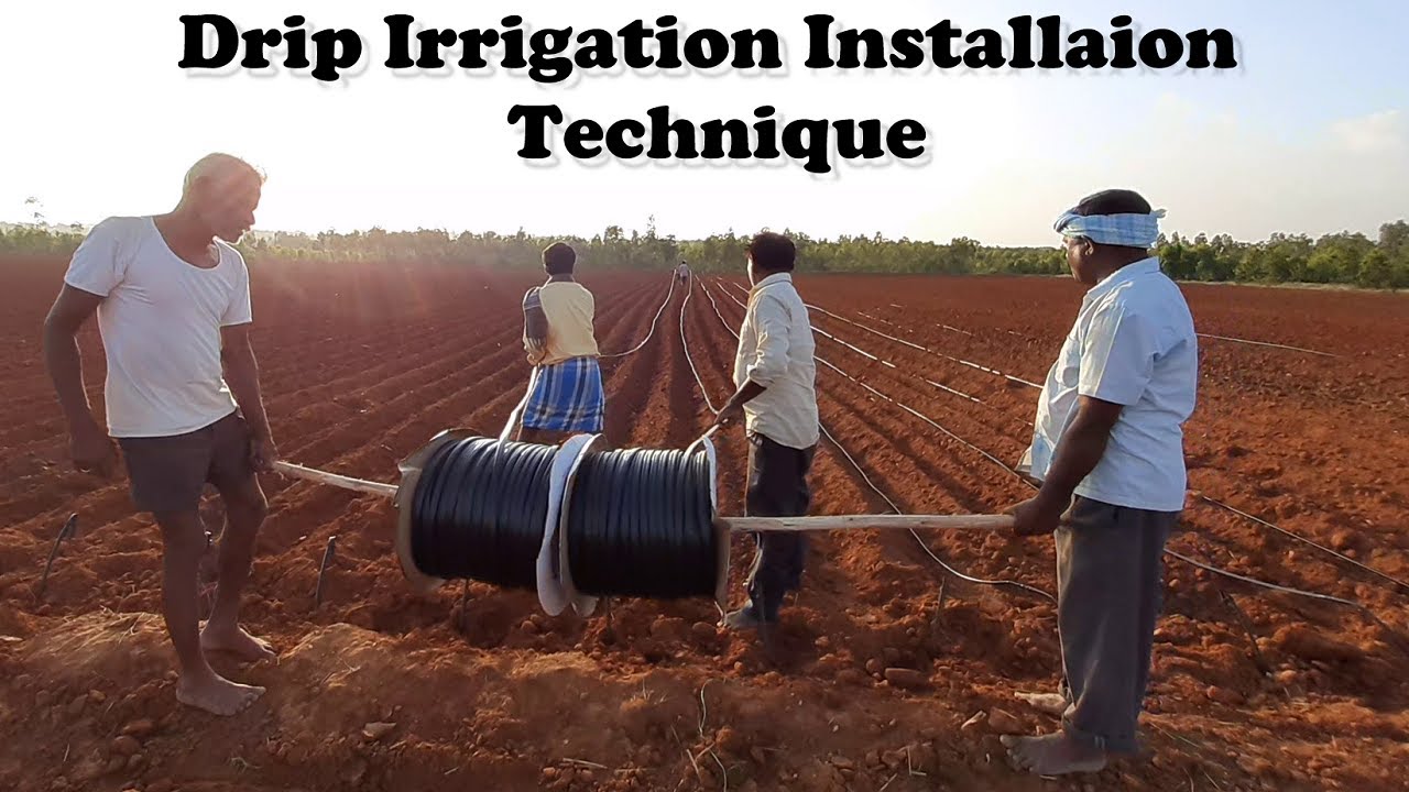 Roller Drip Irrigation System Installation Technique For Potato Farm ...