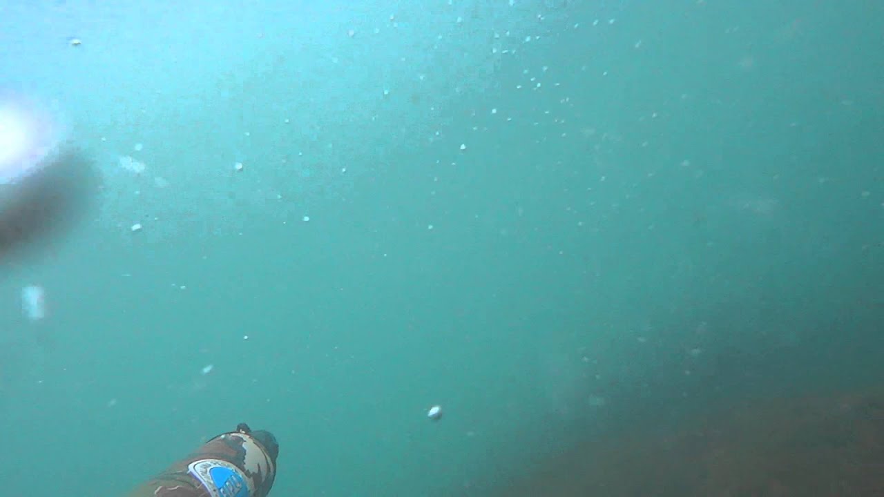 SARAGO PIZZUTO COI FENDINEBBIA!!! MARINA DI MASSA - YouTube