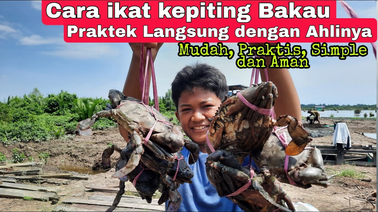 Cara Mengikat Kepiting Bakau | Ikat kepiting dengan benar, praktis, simple, cepat, dan aman ...