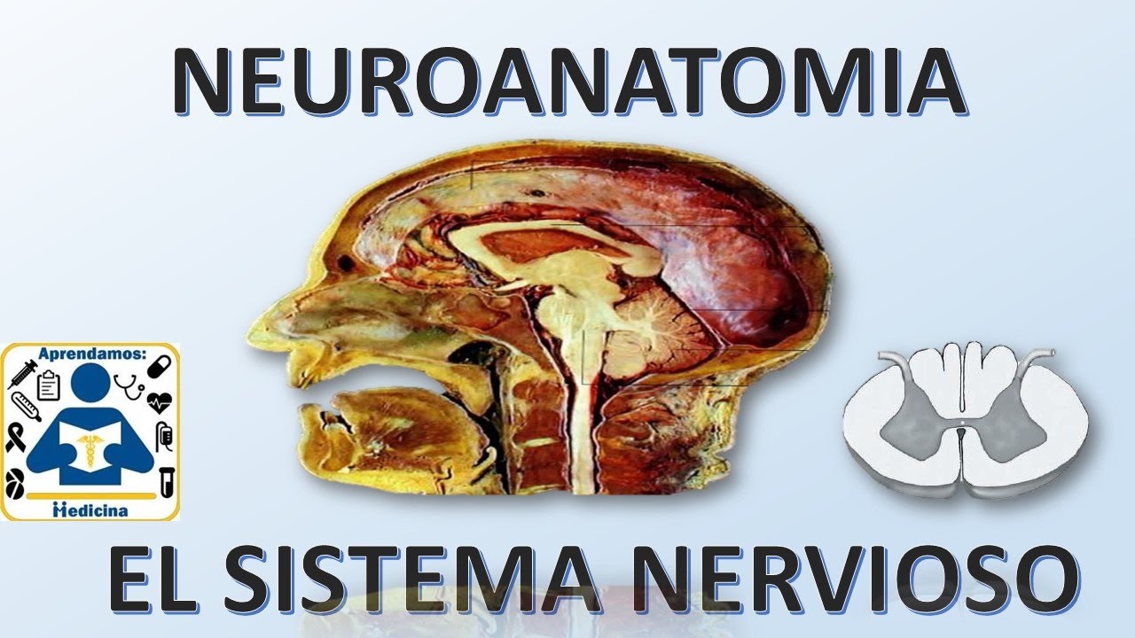 NEUROANATOMIA: Introduccion al sistema nervioso - YouTube
