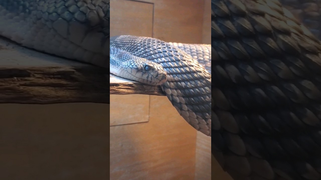 🐍Beautiful Snake chilling out. #shorts #snake #serpiente #reptile # ...