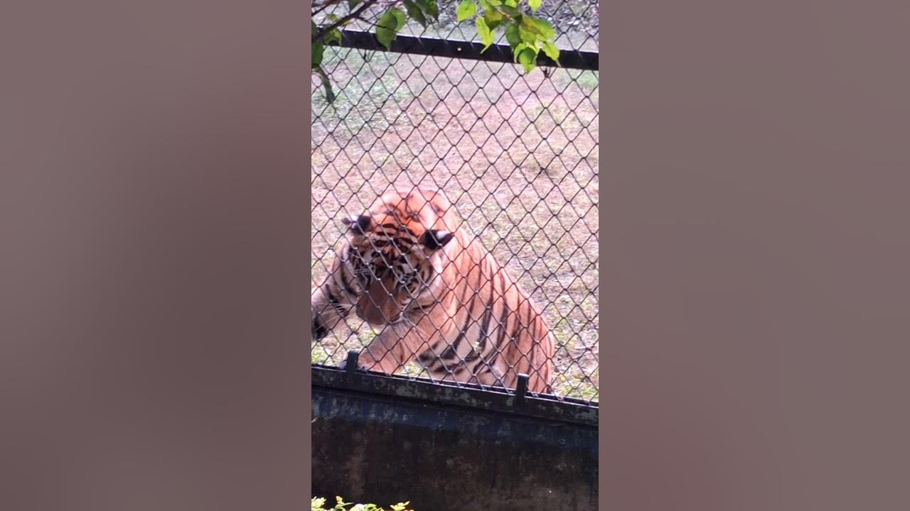 Me at the Zoo Part 2 😇 - Day 26 #minivlog #ytshorts - YouTube