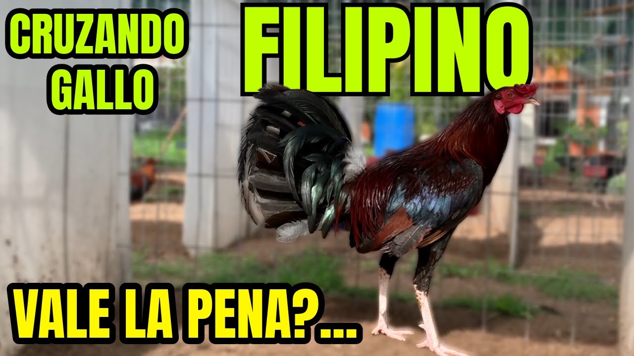 GALLO FILIPINO Y ASEEL... ¿¿¿VALE LA PENA ESTA ACRUZA??? - YouTube