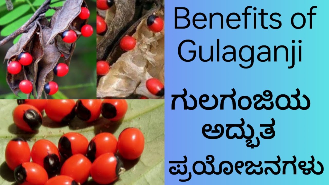Benefits of Gulaganji | Gulaganji uses in kannada | red chirmi seed ...