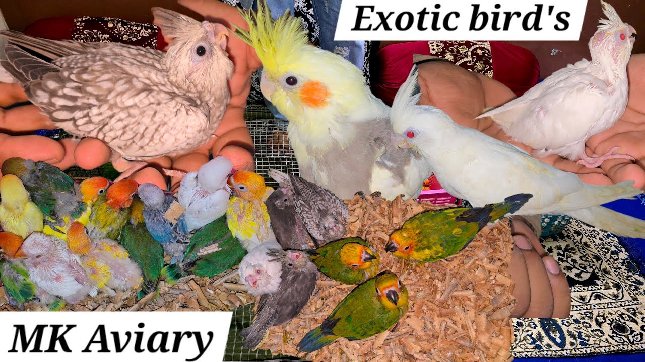 MK Aviary Hyderabad | hand taimed bird's | exotic bird's & chick's available in Hyderabad ...