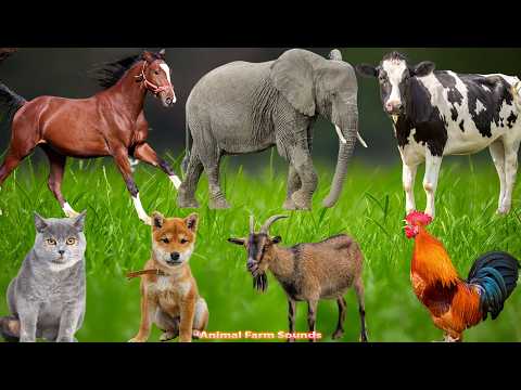 Cute Farm Animals: Duck, Buffalo, Dog, Sheep, Goat, Cow, Chicken, Rabbit, Pig – Animal Video