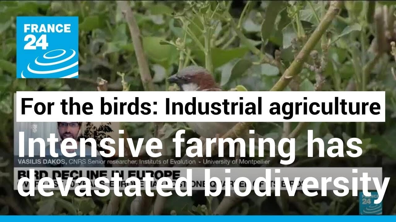 For the birds: High-input agriculture destroys habitats & biodiversity ...