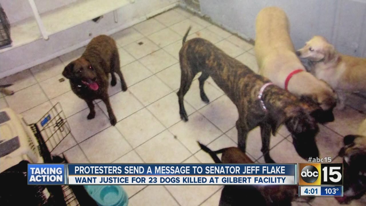 Protesters want answers from Sen. Flake in Gilbert dog deaths - YouTube