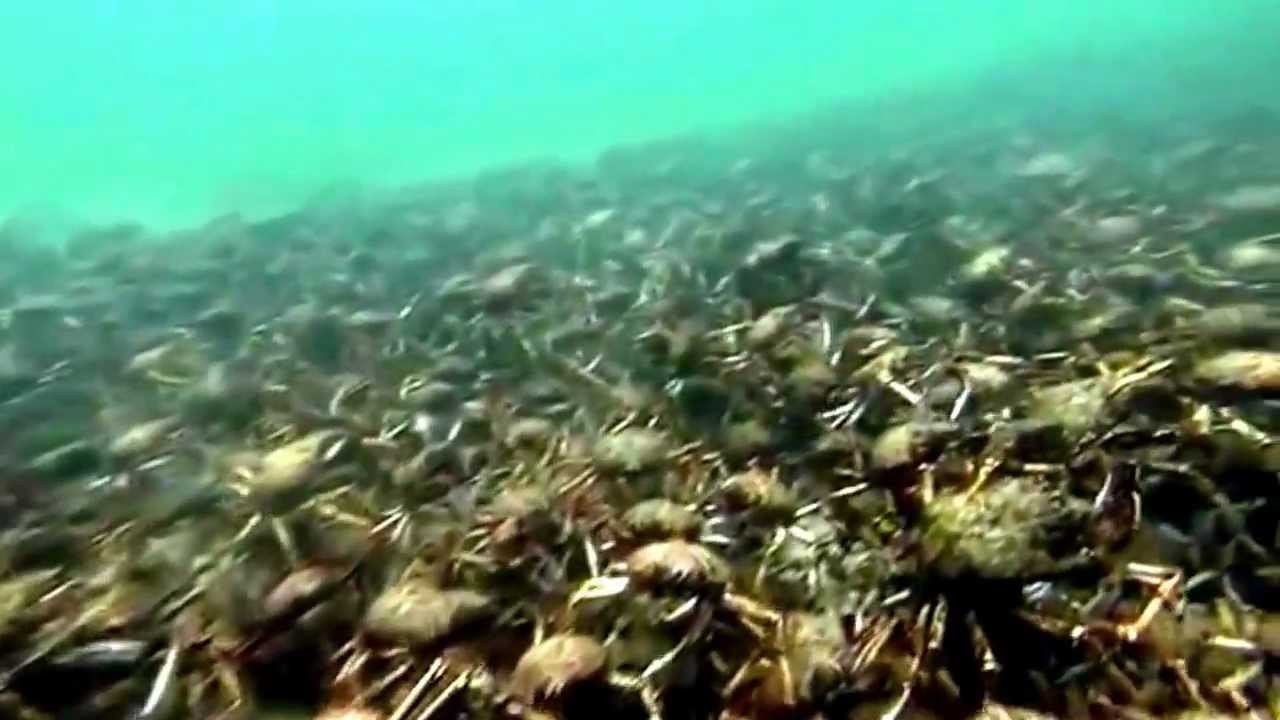 Giant Spider Crab Invasion - YouTube