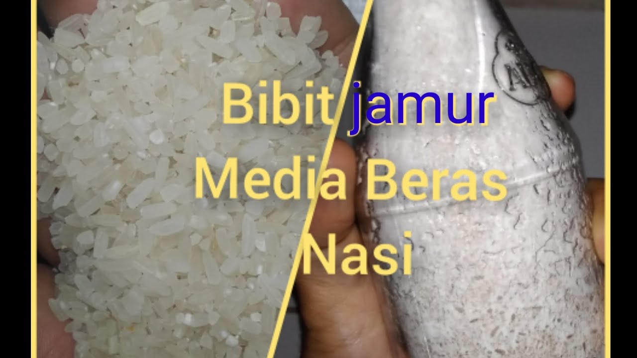 Cara Membuat Bibit Jamur Tiram Bibit Jamur Tiram Youtube
