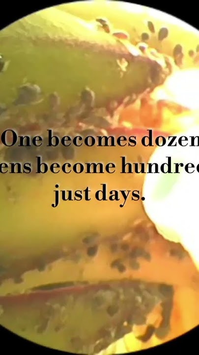 They don’t mate. They clone. And they’re destroying eggplant, tomato ...