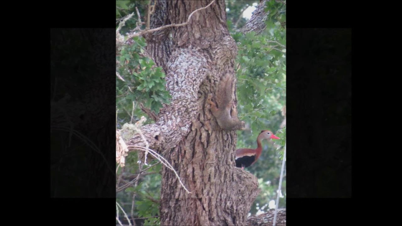 Squirrel Investigator - YouTube