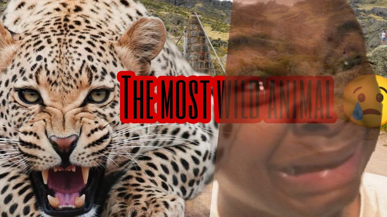 The Most Extreme Wild Animals Battles - YouTube