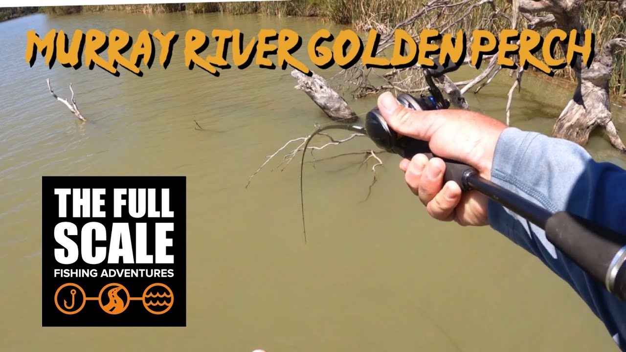 Murray River Golden Perch Mission | Spinnerbaits & Jigging | The Full ...