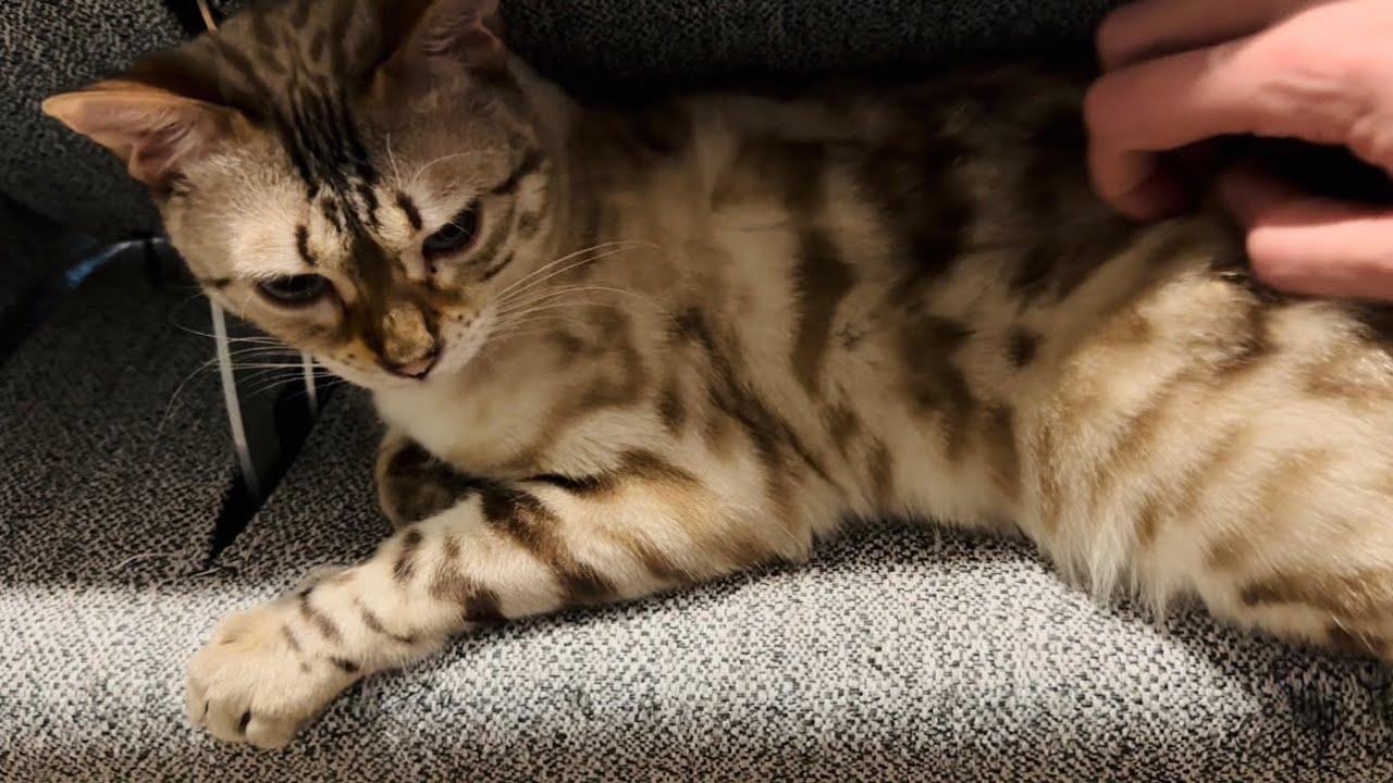 Shy kitty with the sweetest meow! - YouTube