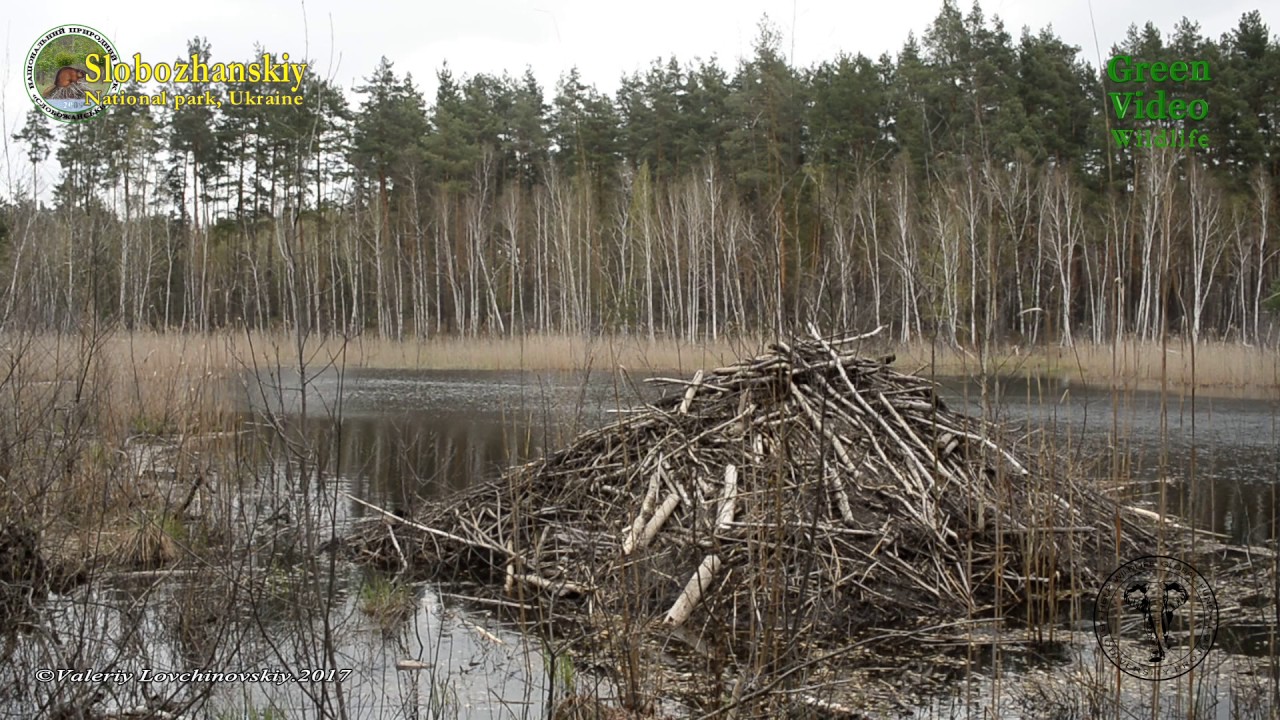 A hut of beavers on the lake. Slobozhanskiy NP. Green Video ...
