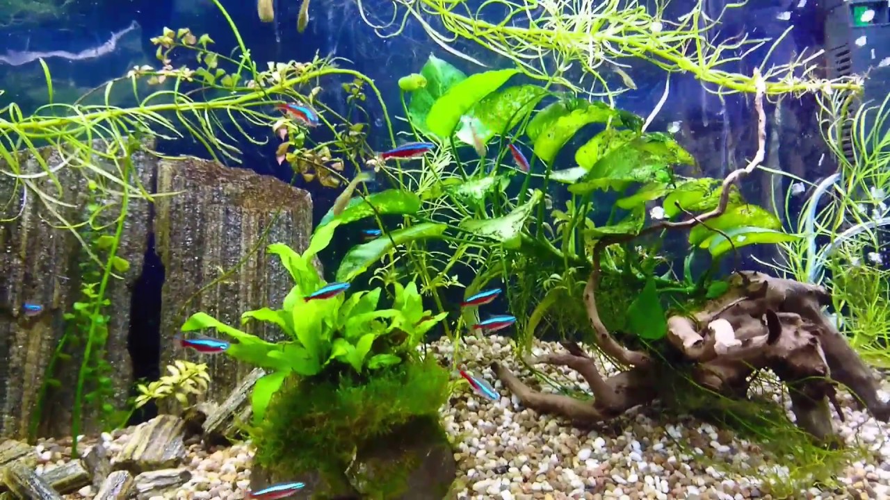 Feeding time 4 foot tank - YouTube