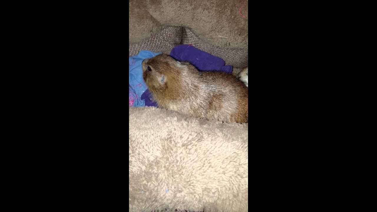 Prairie dog sounds - YouTube