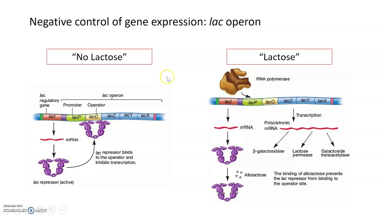 Regulating gene expression: lac and trp operons - YouTube