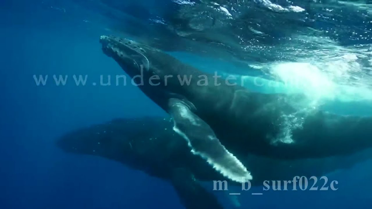 Singing humpback whales - stock footage - whales rest reel 4 - YouTube