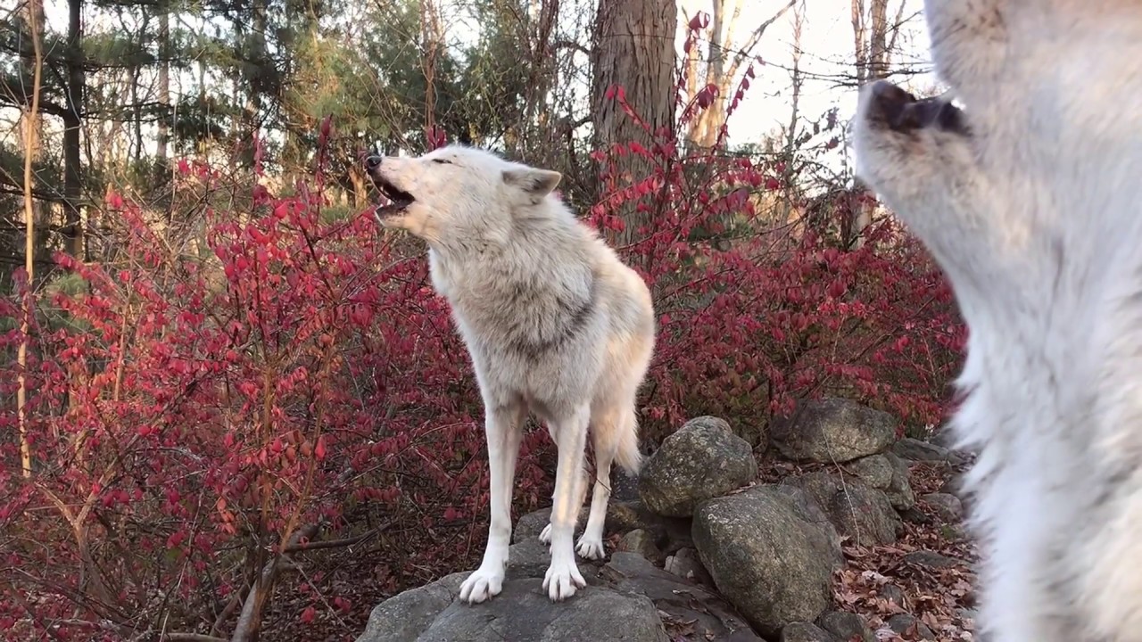 Wolves Howl and Harmonize - YouTube