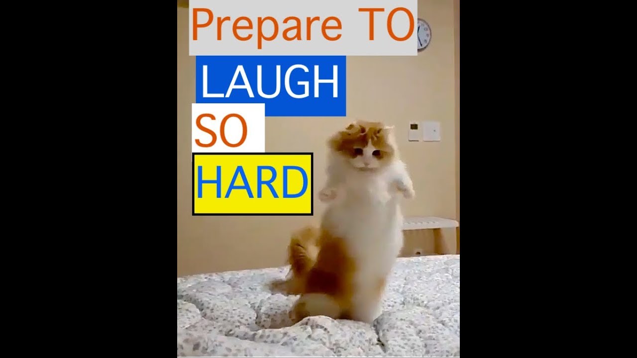 You will LAUGH SO HARD that YOU WILL FAINT - FUNNY Cat, Kitties and ...